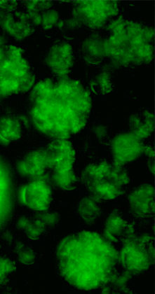 What is active matter? | Millennium Nucleus Physics of Active Matter